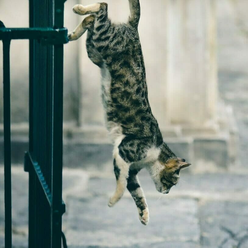 Common Misconceptions About Cats: The Truth Behind the Popular Myths