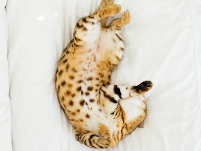 Common Misconceptions About Cats: The Truth Behind the Popular Myths