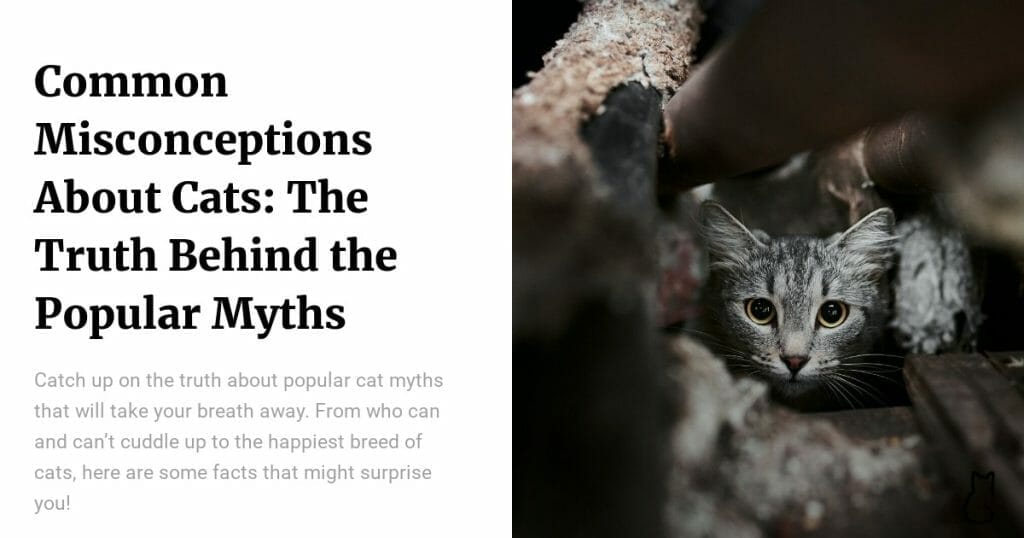 Common Misconceptions About Cats: The Truth Behind the Popular Myths